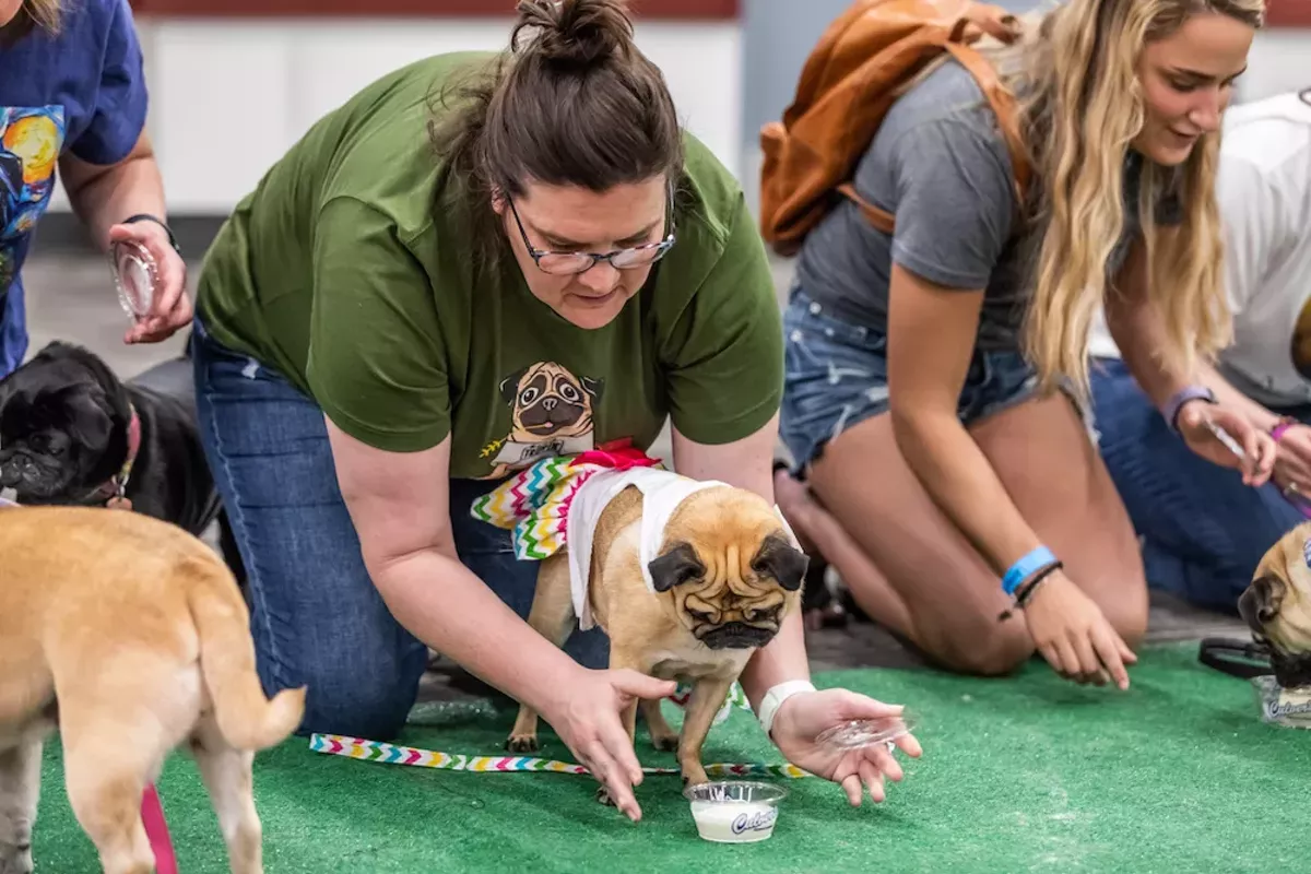 All the Sweet Doggos We Saw at Louisville's First Bluegrass PugFest