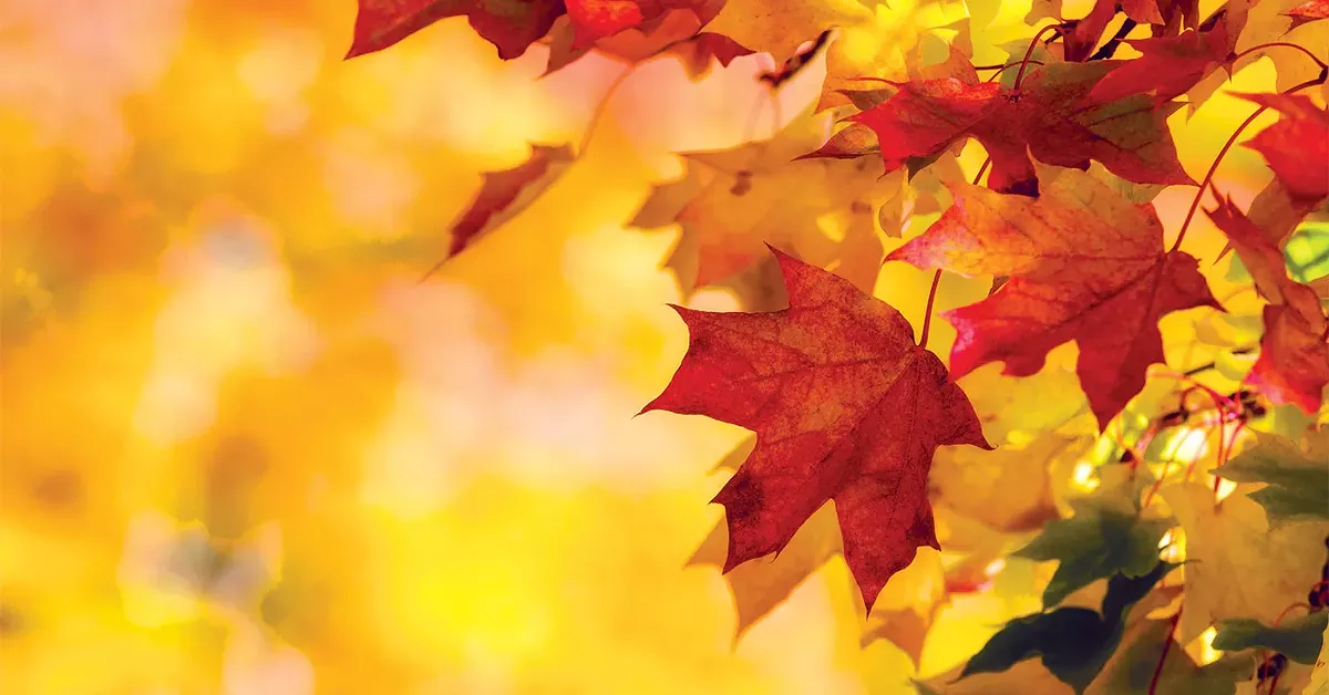 The Ultimate Guide To Louisville's Fall & Winter Festivals In 2024